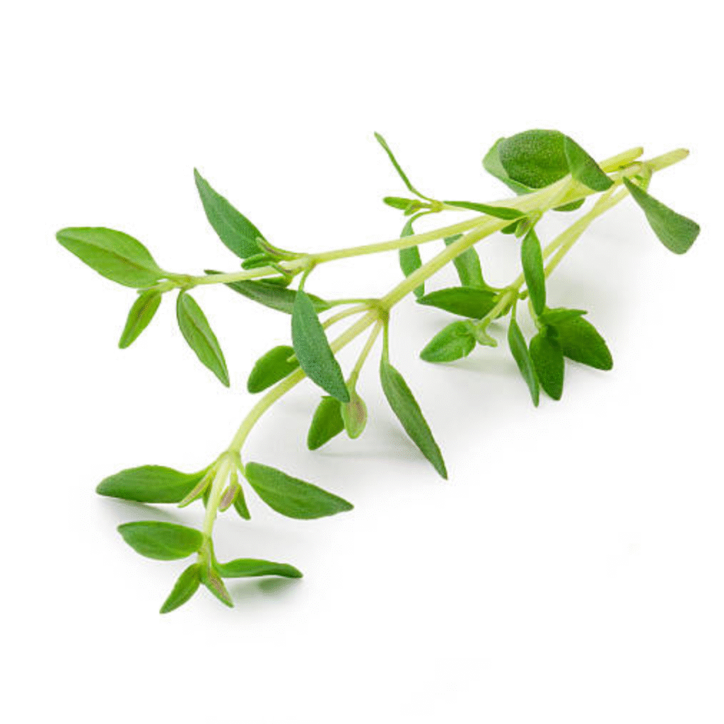 Thyme - Global Herbs